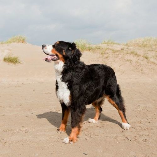 38 große Hunderassen [Liste mit Bild] | HundeFunde