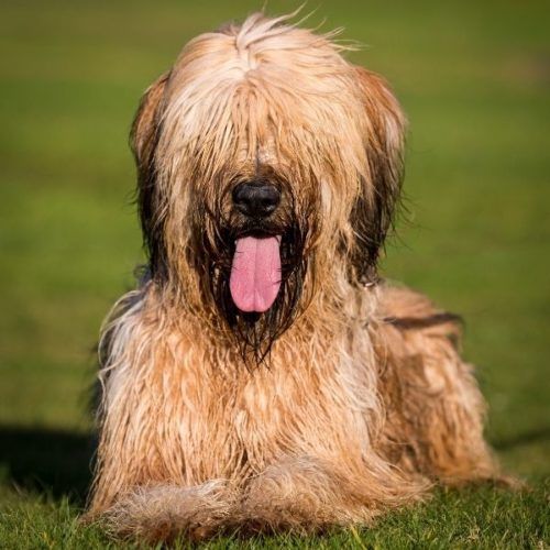 38 große Hunderassen [Liste mit Bild] | HundeFunde