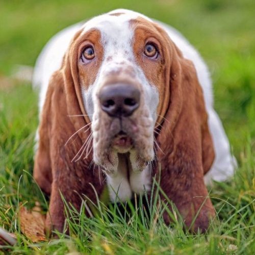18 Hunde mit Falten | HundeFunde