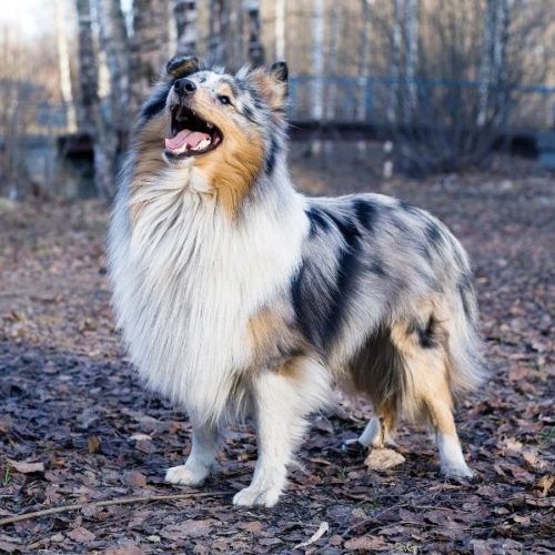 17 Hunderassen in Blue Merle [Liste mit Bild] | HundeFunde