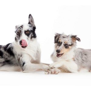 17 Hunderassen in Blue Merle [Liste mit Bild] | HundeFunde