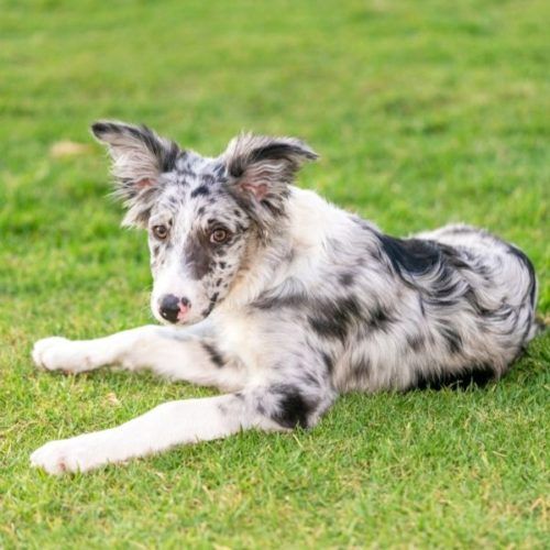 17 Hunderassen in Blue Merle [Liste mit Bild] | HundeFunde