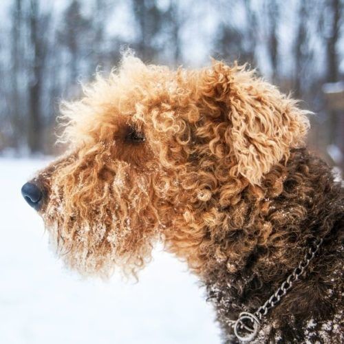 27 Hunde mit Locken [Liste mit Bildern] | HundeFunde