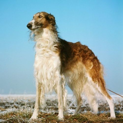 27 Hunde mit Locken [Liste mit Bildern] | HundeFunde