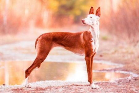Podenco Ibicenco | HundeFunde