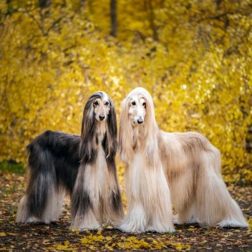 22 Windhunde und ähnliche Hunderassen [Liste mit Bild] | HundeFunde