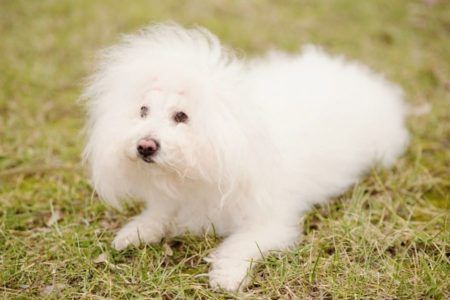 Bologneser | HundeFunde