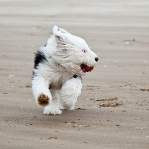 65 britische Hunderassen: Die Hunde Großbritanniens | HundeFunde