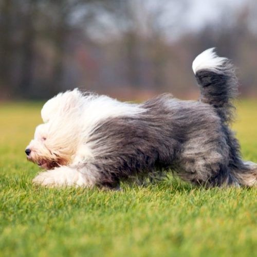 Graue Hunderassen: 40 Hunde mit grauem Fell | HundeFunde