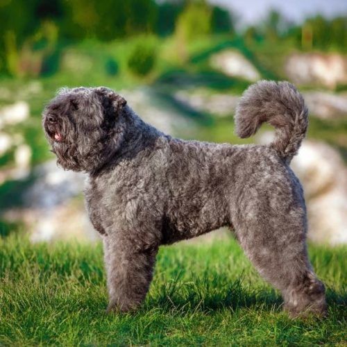 Graue Hunderassen: 40 Hunde mit grauem Fell | HundeFunde