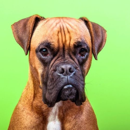18 Hunde mit Falten | HundeFunde