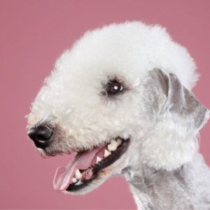 27 Hunde mit Locken [Liste mit Bildern] | HundeFunde