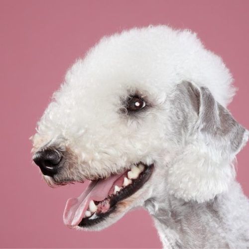 27 Hunde mit Locken [Liste mit Bildern] | HundeFunde