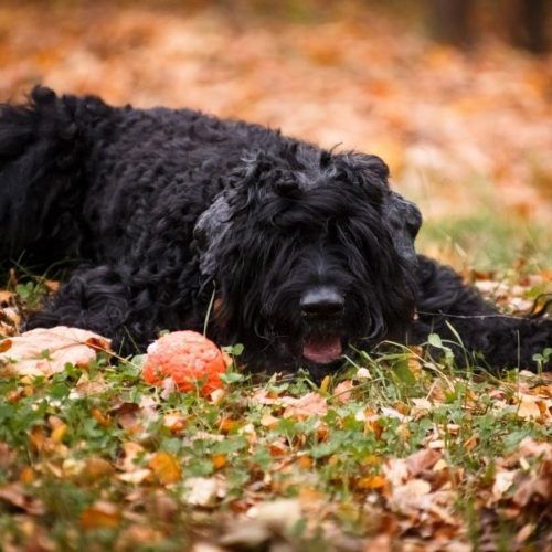 27 Hunde mit Locken [Liste mit Bildern] | HundeFunde