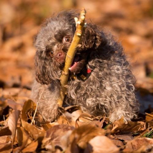 27 Hunde mit Locken [Liste mit Bildern] | HundeFunde