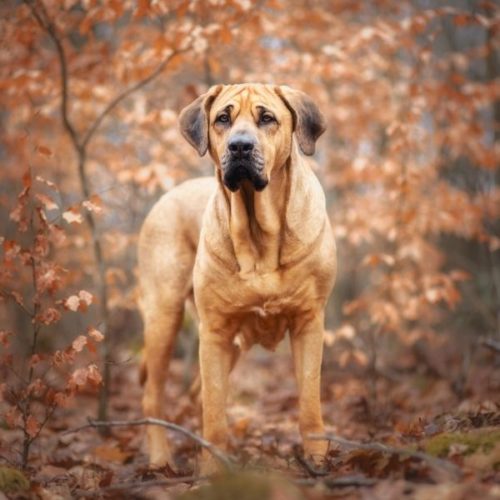 19 Molosser-Hunderassen: Doggen und Mastiffs [Liste mit Bild] | HundeFunde