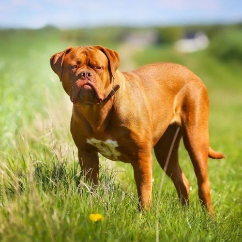 19 sehr große Hunderassen [Liste mit Bild] | HundeFunde