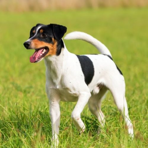 65 britische Hunderassen: Die Hunde Großbritanniens | HundeFunde