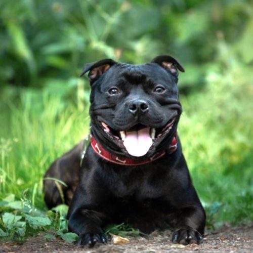 65 britische Hunderassen: Die Hunde Großbritanniens | HundeFunde