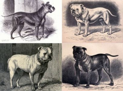 Bulldog | HundeFunde