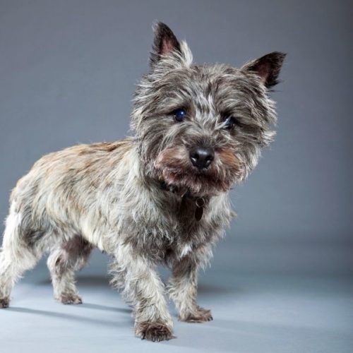 Graue Hunderassen: 40 Hunde mit grauem Fell | HundeFunde