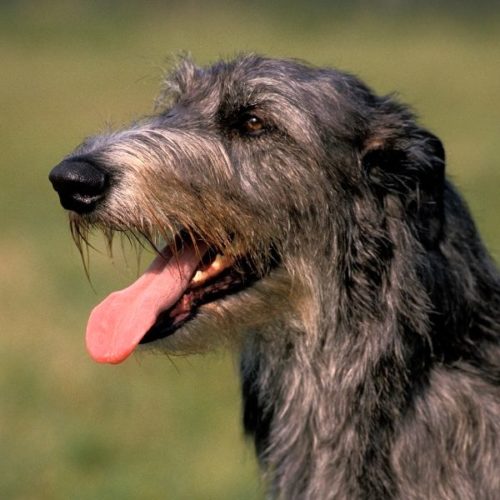 Graue Hunderassen: 40 Hunde mit grauem Fell | HundeFunde