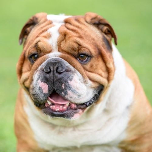18 Hunde mit Falten | HundeFunde