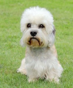 27 Hunde mit Locken [Liste mit Bildern] | HundeFunde