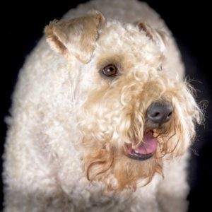 27 Hunde mit Locken [Liste mit Bildern] | HundeFunde