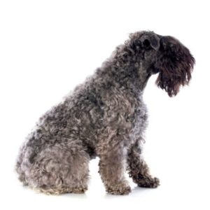27 Hunde mit Locken [Liste mit Bildern] | HundeFunde