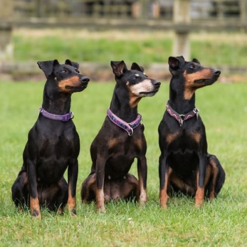 21 Hunderassen mit M | HundeFunde