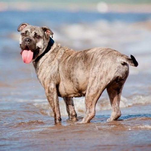 19 Molosser-Hunderassen: Doggen und Mastiffs [Liste mit Bild] | HundeFunde