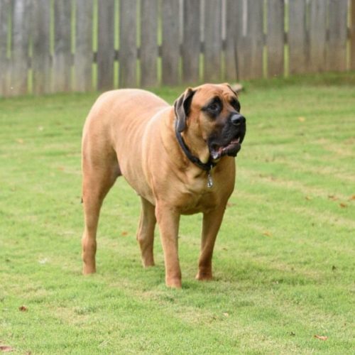 19 Molosser-Hunderassen: Doggen und Mastiffs [Liste mit Bild] | HundeFunde