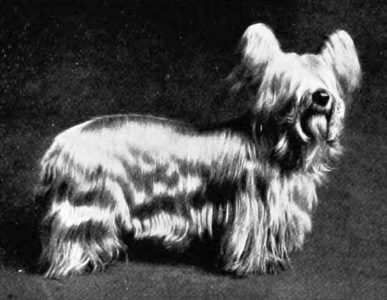 Yorkshire Terrier | HundeFunde