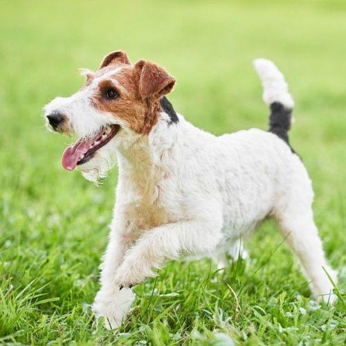35 Terrier-Hunderassen [Liste mit Bild] | HundeFunde