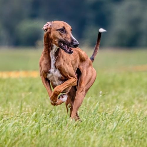 22 Windhunde und ähnliche Hunderassen [Liste mit Bild] | HundeFunde