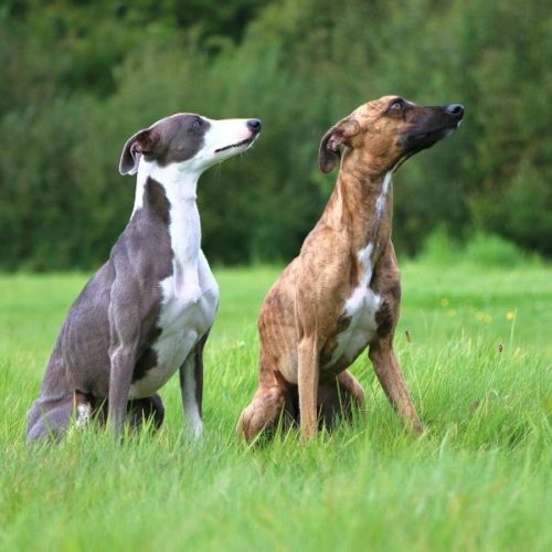 22 Windhunde und ähnliche Hunderassen [Liste mit Bild] | HundeFunde