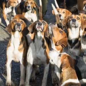 65 britische Hunderassen: Die Hunde Großbritanniens | HundeFunde