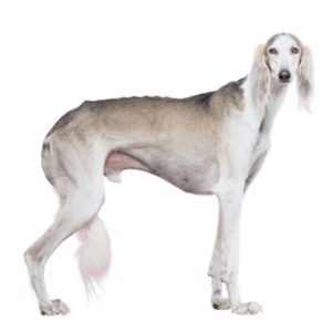 12 chinesische Hunderassen | HundeFunde