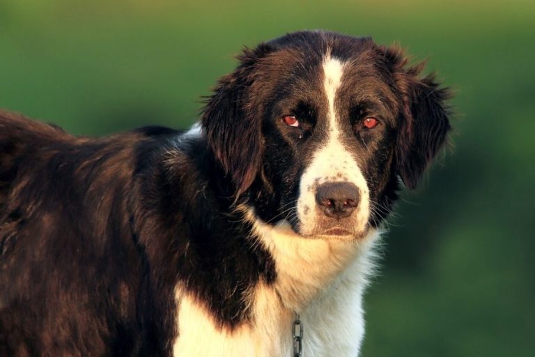 Ciobanesc Românesc De Bucovina | HundeFunde