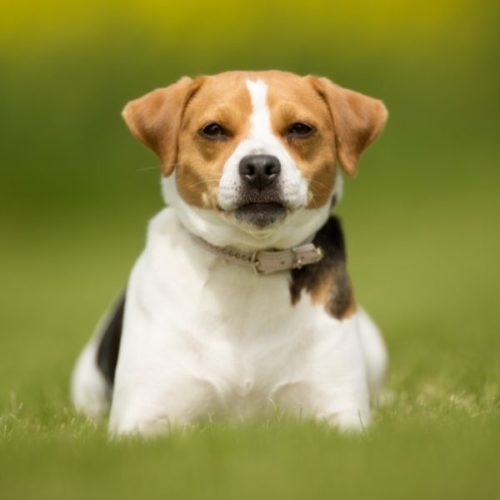 6 dänische Hunderassen [Liste mit Bild] | HundeFunde