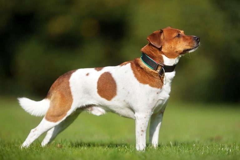 Dansk-Svensk Gårdshund | HundeFunde