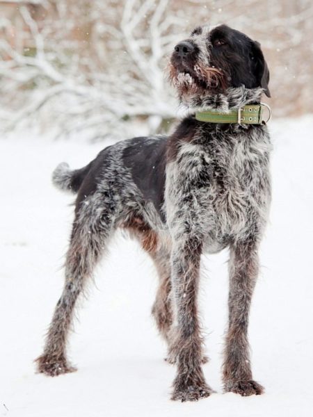 Deutsch Stichelhaar | HundeFunde