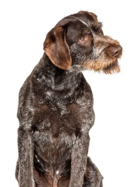 Deutsch Stichelhaar | HundeFunde
