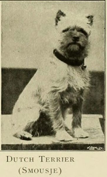 Hollandse Smoushond | HundeFunde