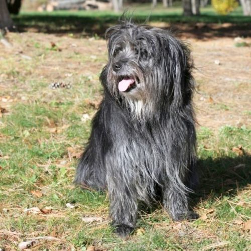 Graue Hunderassen: 40 Hunde mit grauem Fell | HundeFunde