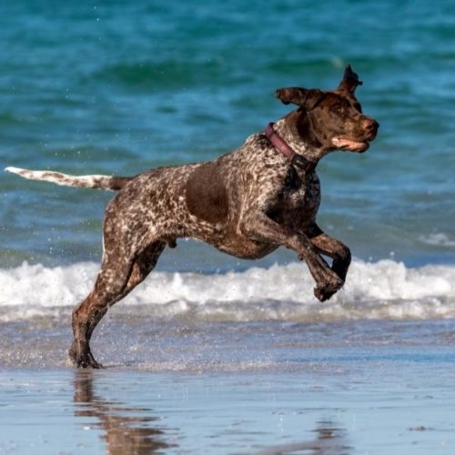 19 Hunde mit Punkten | HundeFunde