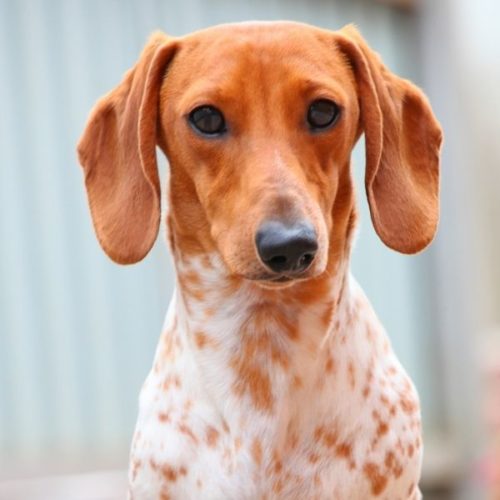 19 Hunde mit Punkten | HundeFunde