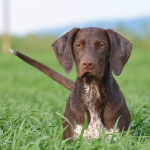 25 schokobraune Hunderassen | HundeFunde