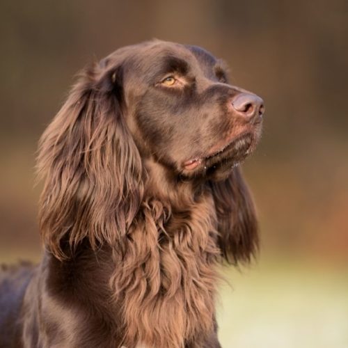 25 schokobraune Hunderassen | HundeFunde